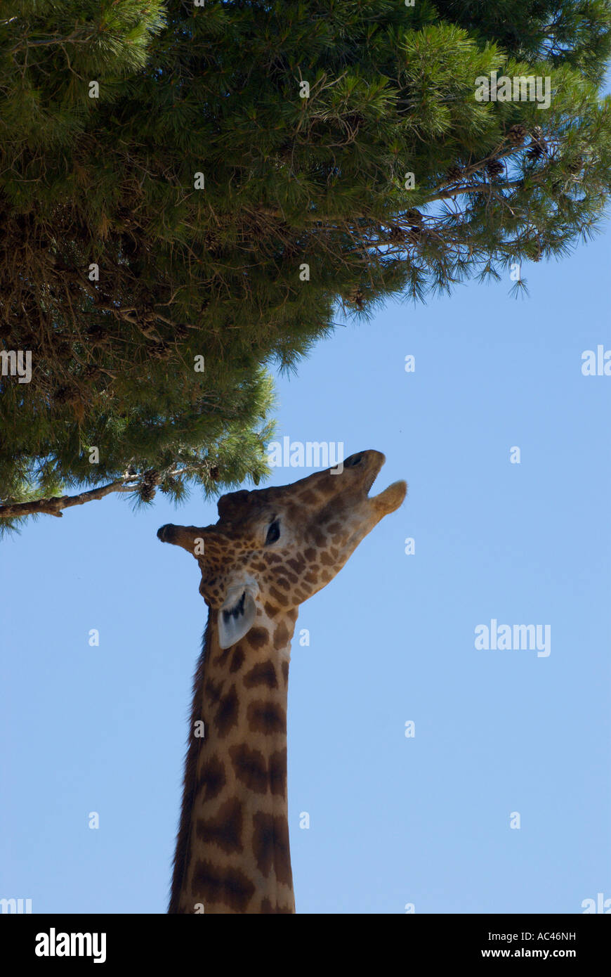 Giraffe reaching for food hi-res stock photography and images - Alamy