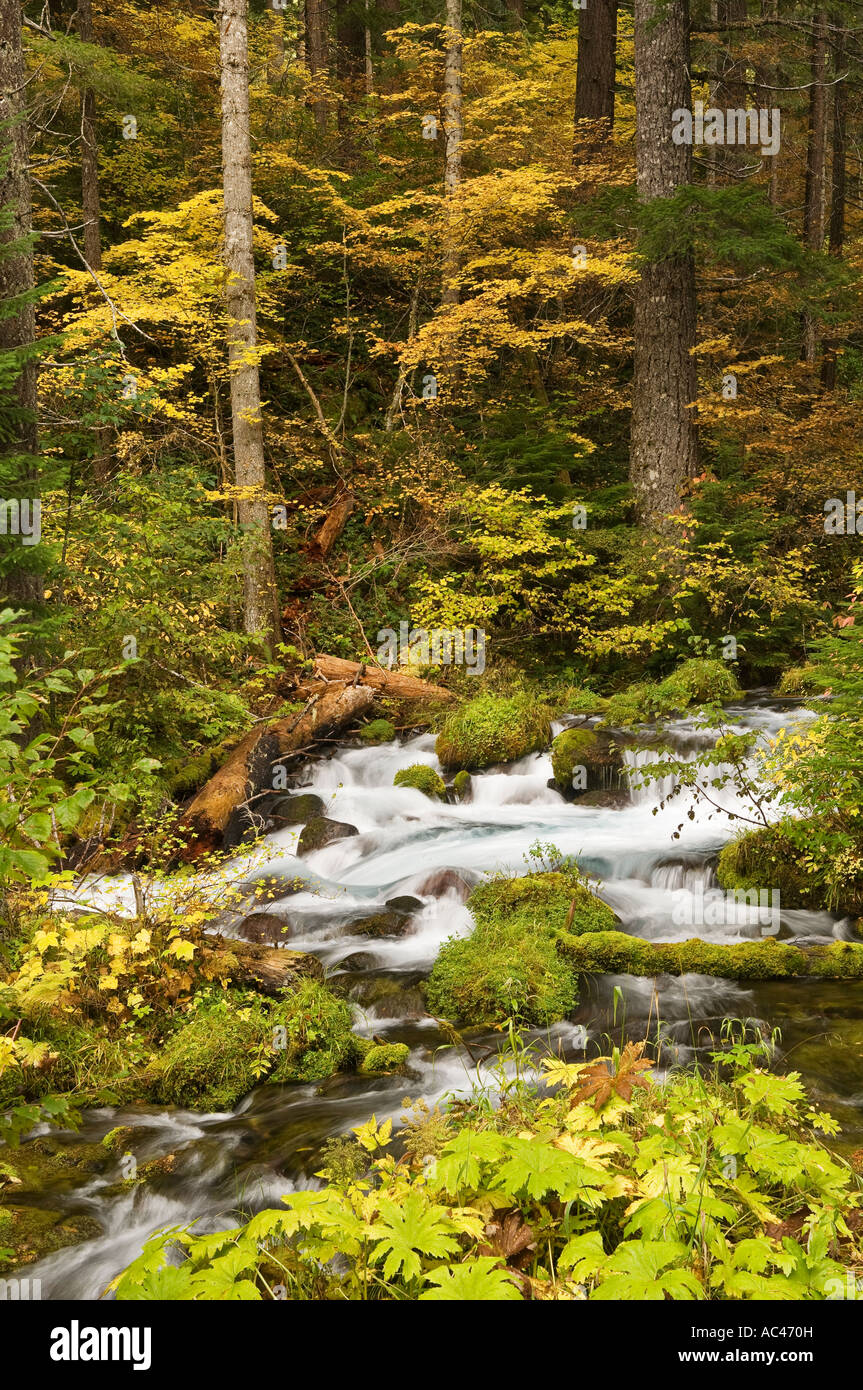 Roaring River Aufderheide Memorial Drive Willamette National Forest ...