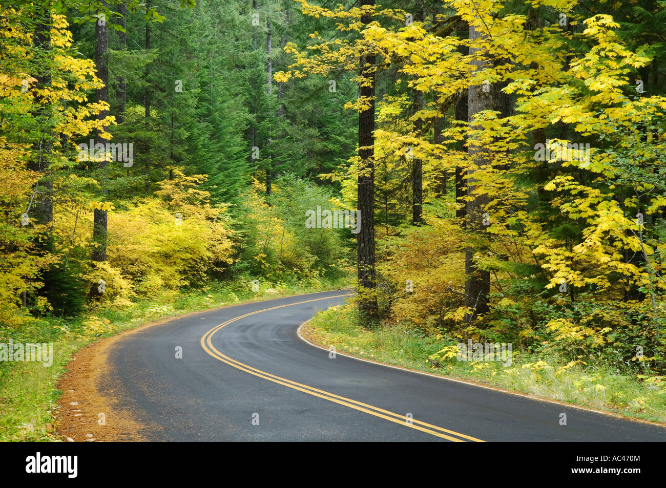 Road through forest in Autumn Stock Photo - Alamy