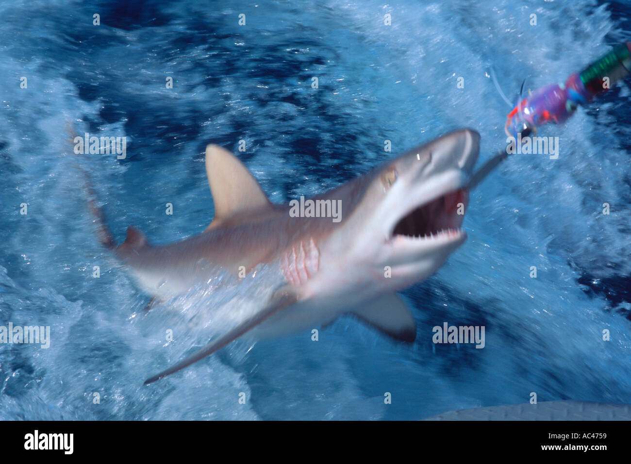 Grey reef shark being hooked with long line Carcharhinus amblyrhinchos ...