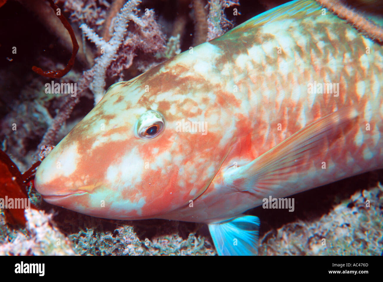 Longnose parrotfish hi-res stock photography and images - Alamy