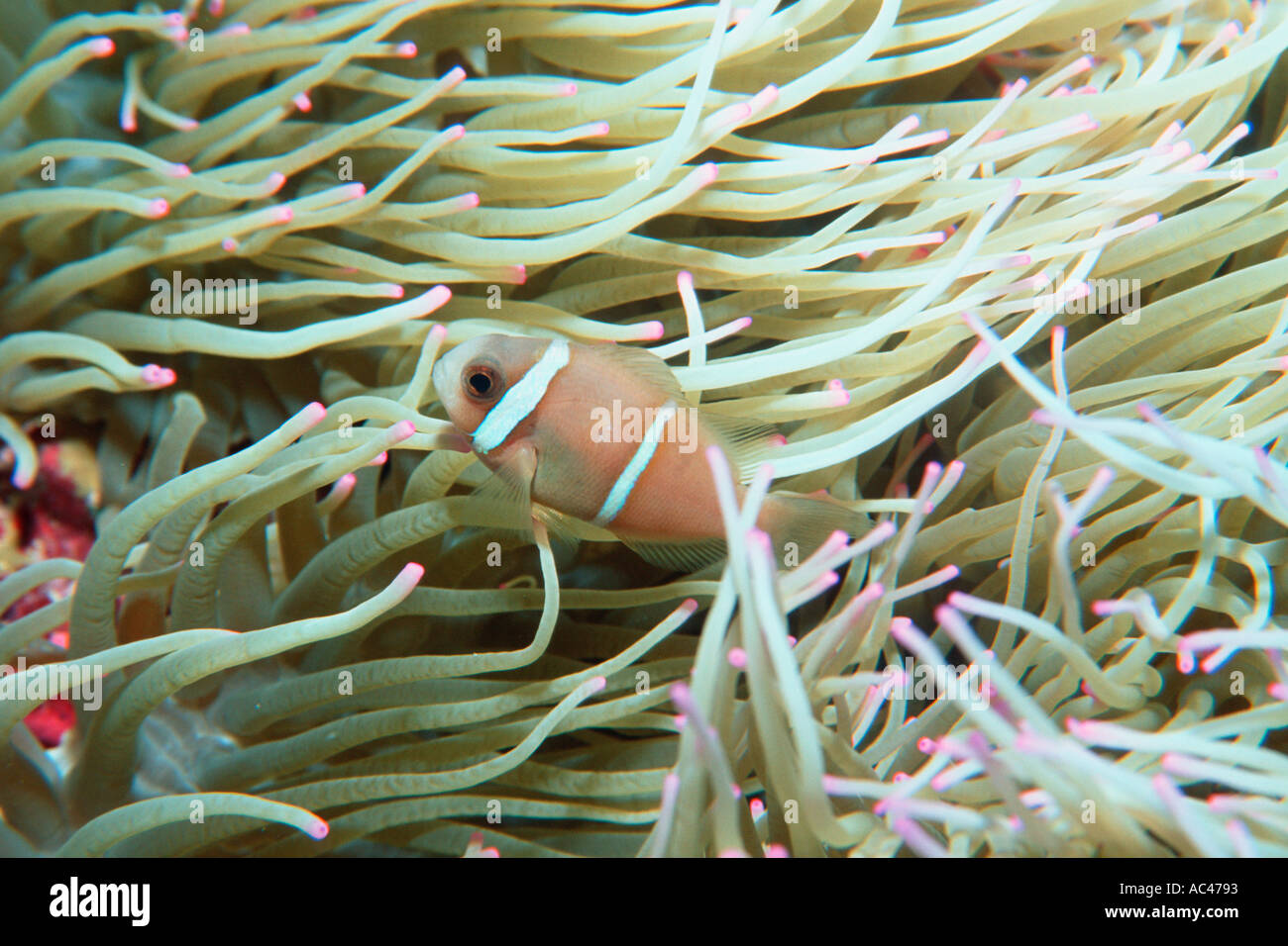Three banded anemone fish endemic Amphiprion tricinctus Rongelap ...