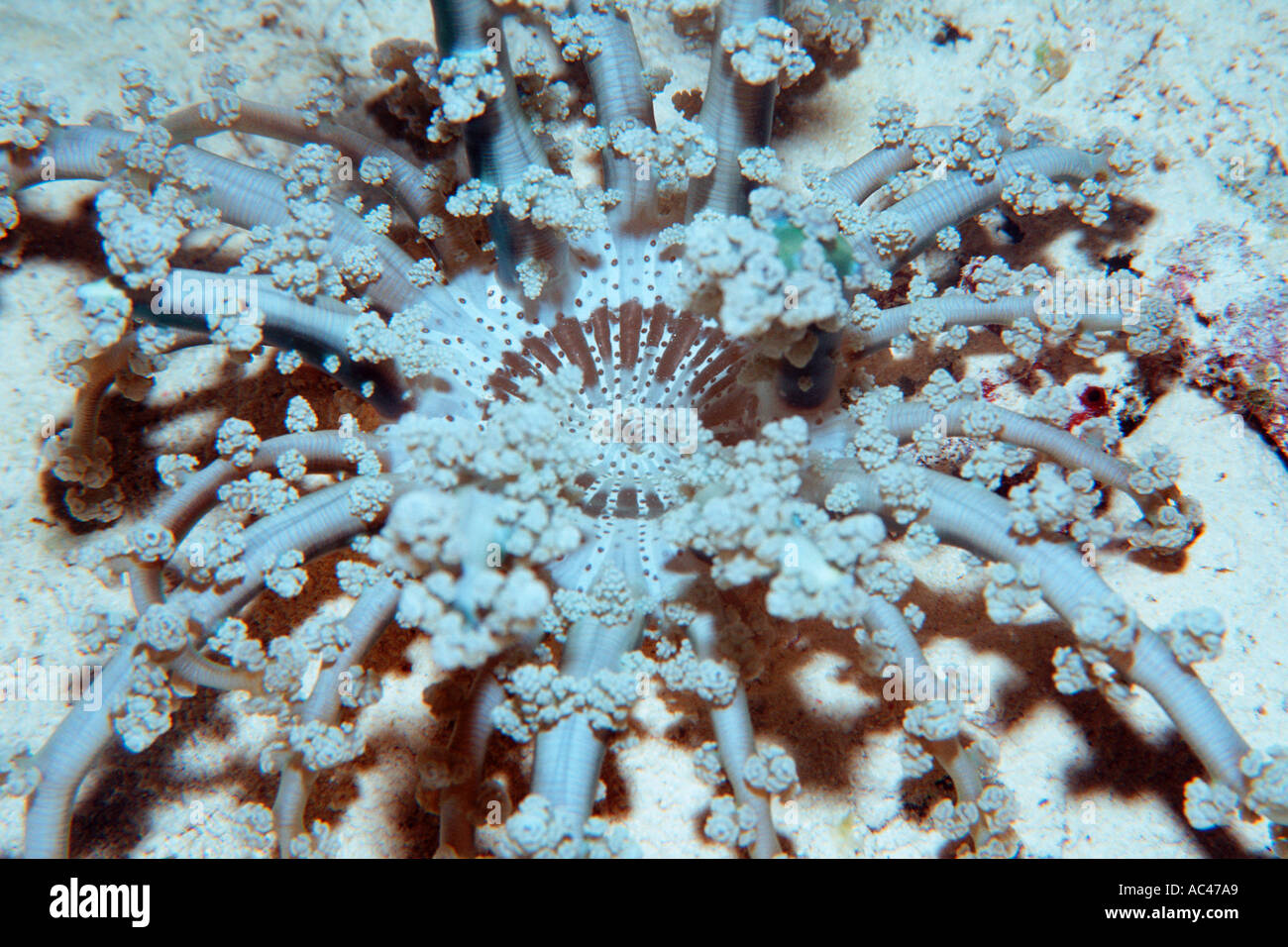Attached to the substrate hi-res stock photography and images - Alamy