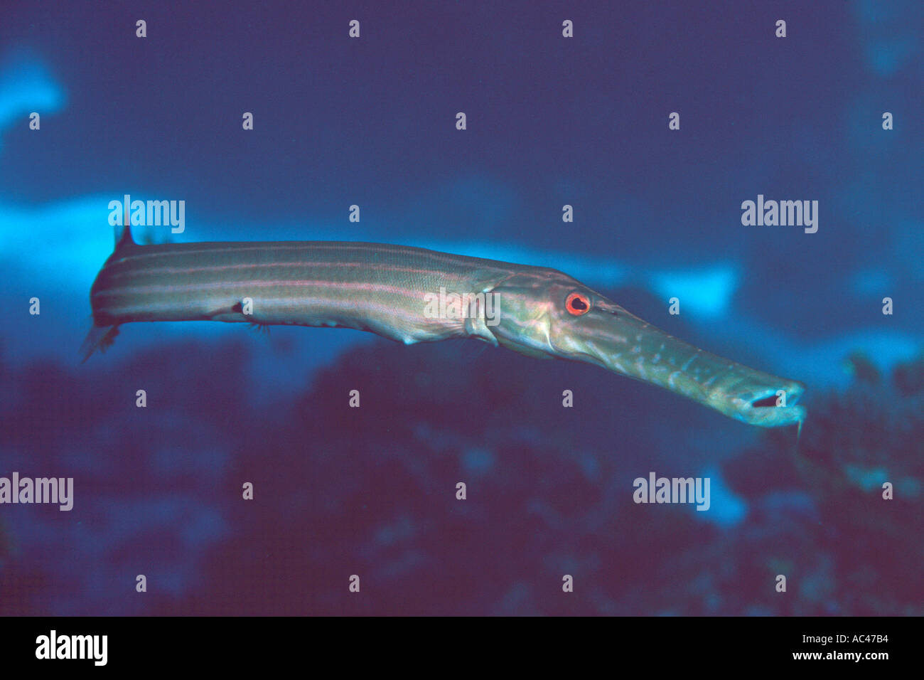 Trumpetfish aulostomus chinensis swimming underwater hi-res stock ...