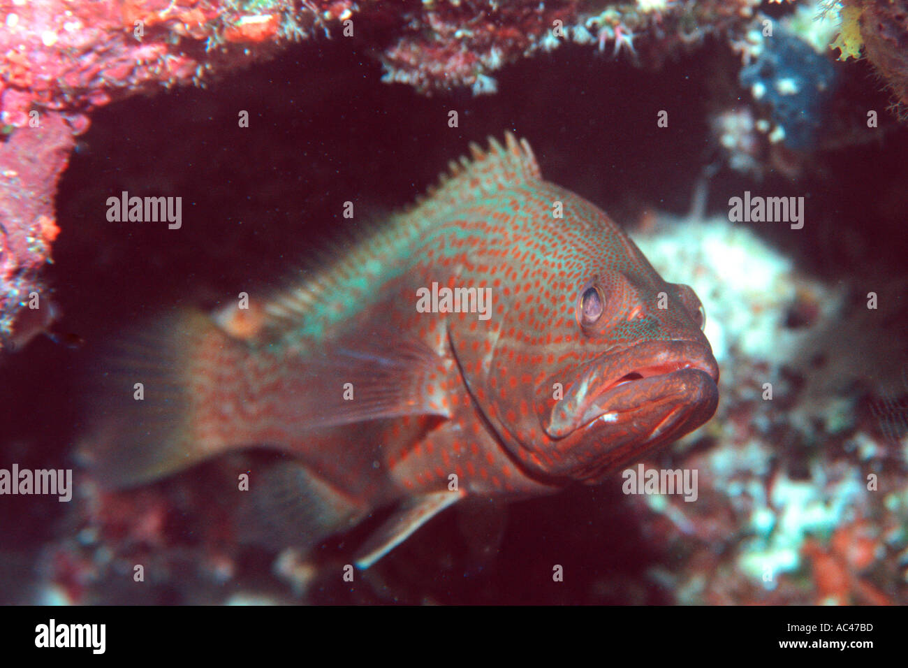 White lined grouper Anyperodon leucogrammicus Mili Marshall Islands N ...