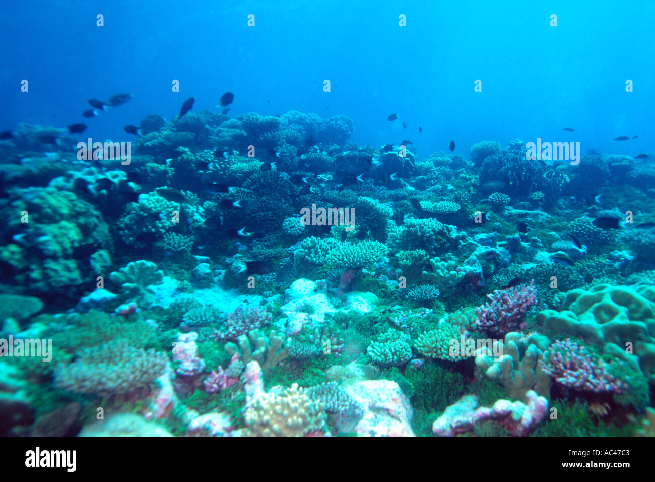 Mili atoll islands hi-res stock photography and images - Alamy