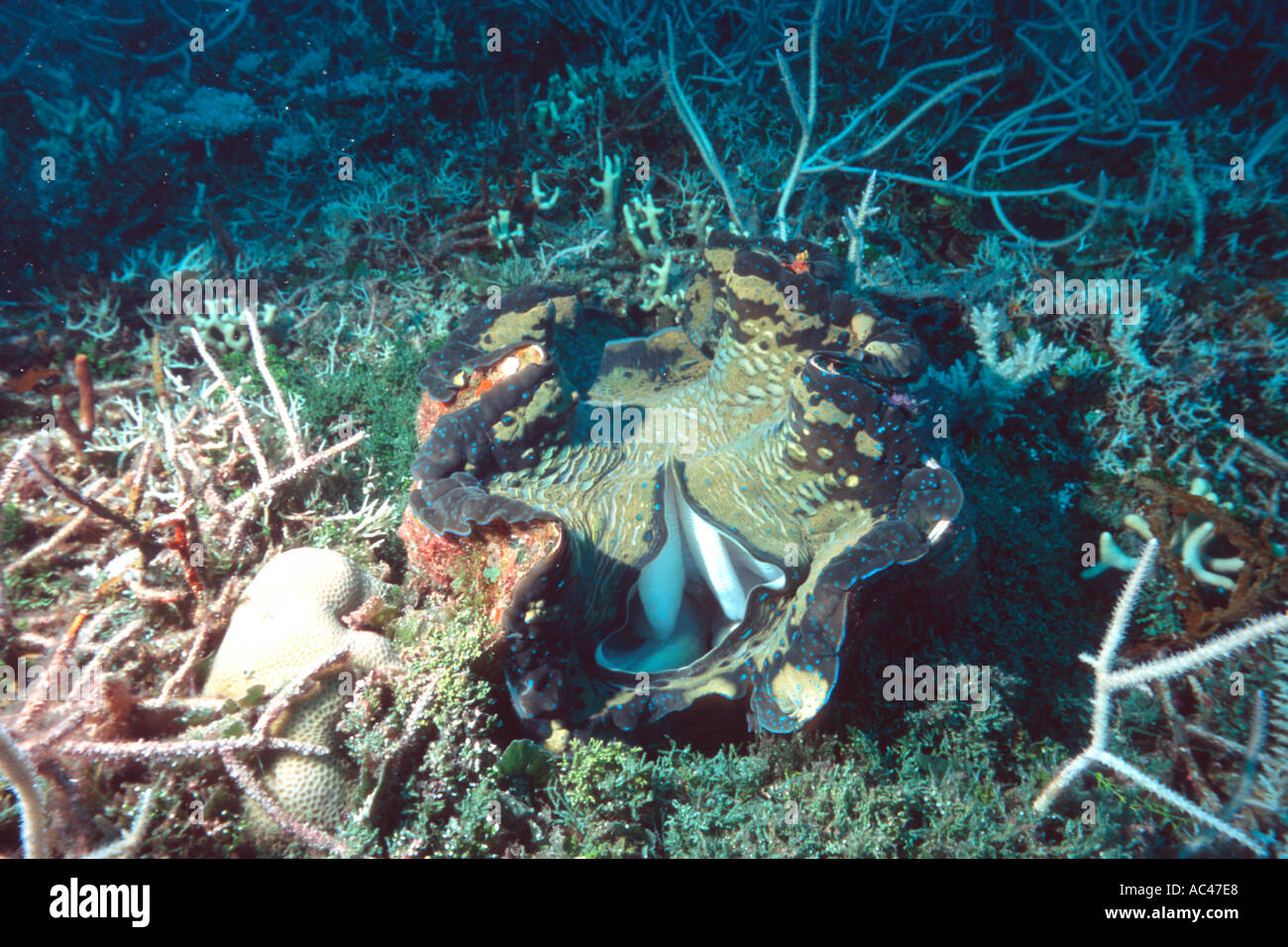 Rare giant clam hi-res stock photography and images - Alamy