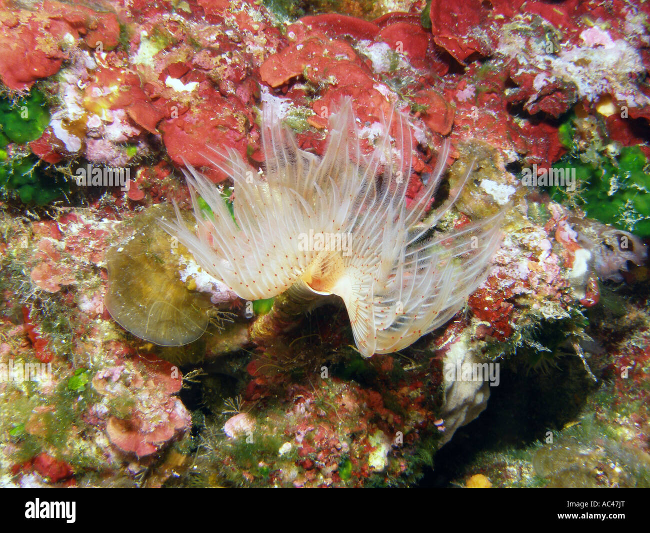 Tube worm hi-res stock photography and images - Alamy