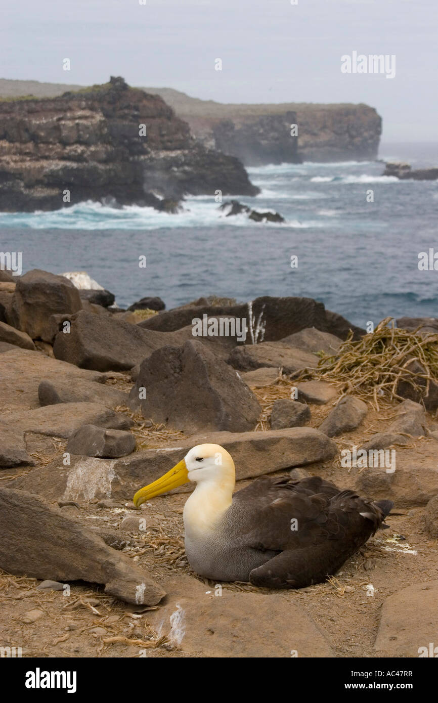 waved Albatross at nest on Espanola island Galapagos Stock Photo - Alamy