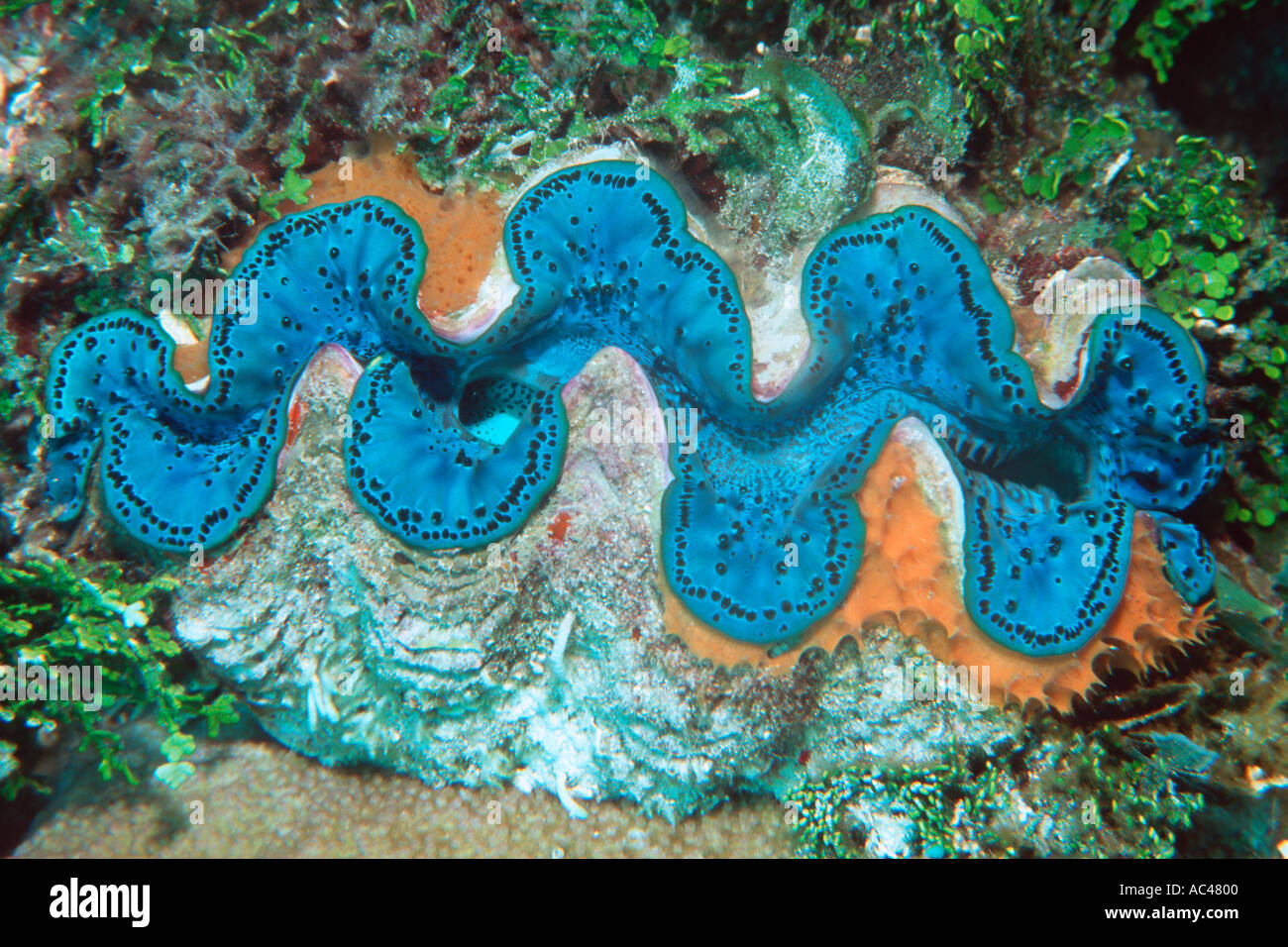 Most endangered clam species hi-res stock photography and images - Alamy