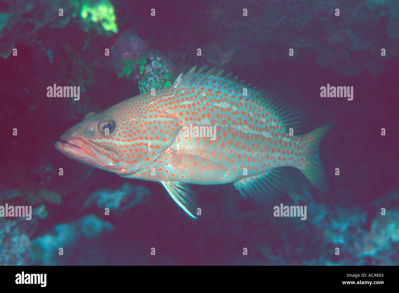 White lined grouper Anyperodon leucogrammicus Rongelap Marshall Islands ...