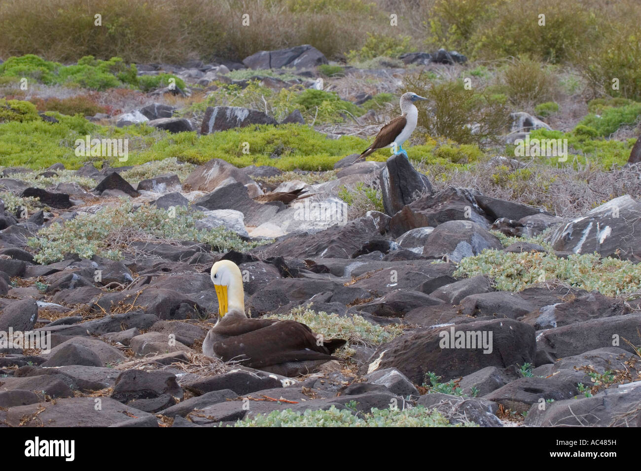 Nesting waved Albatross with blue footed booby on rock behind Stock ...