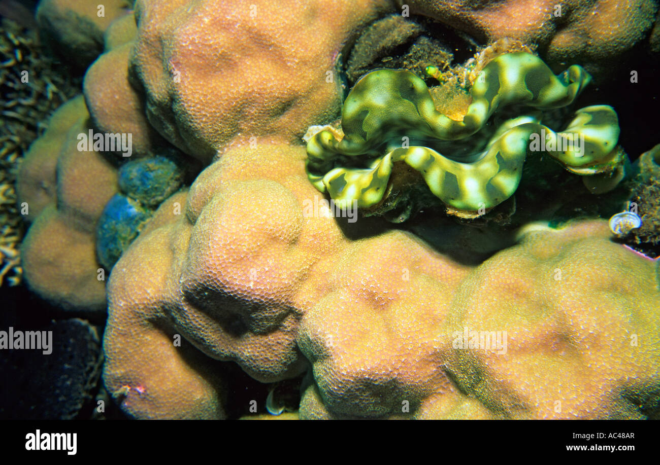 Clam on reef Stock Photo - Alamy