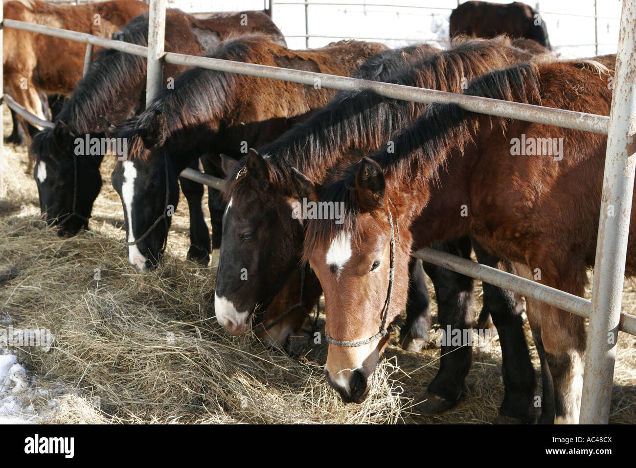 Horses eat hay walk enclosure hi-res stock photography and images - Alamy