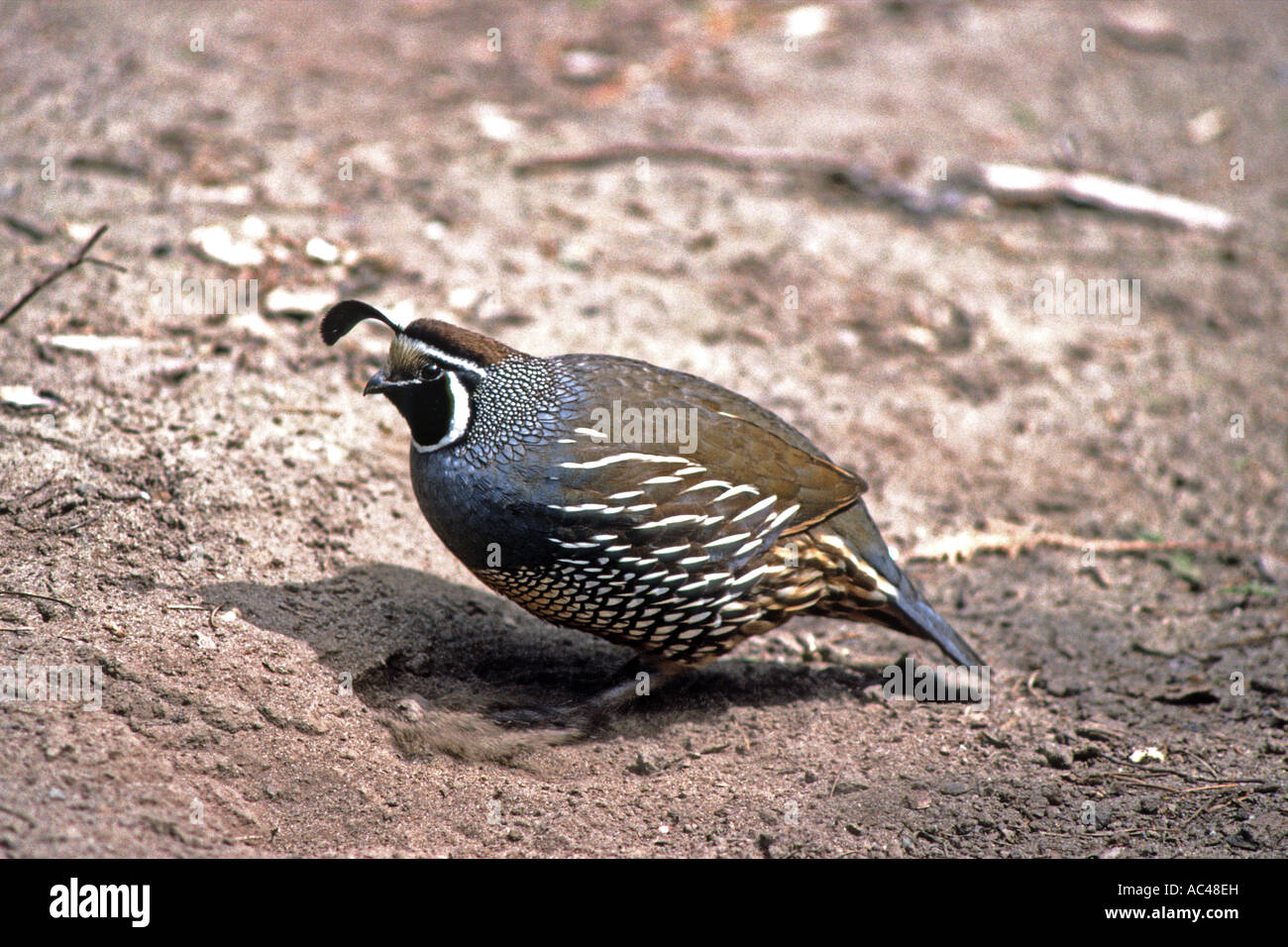 California quail Callipepla californica male preparing a dust bath in ...