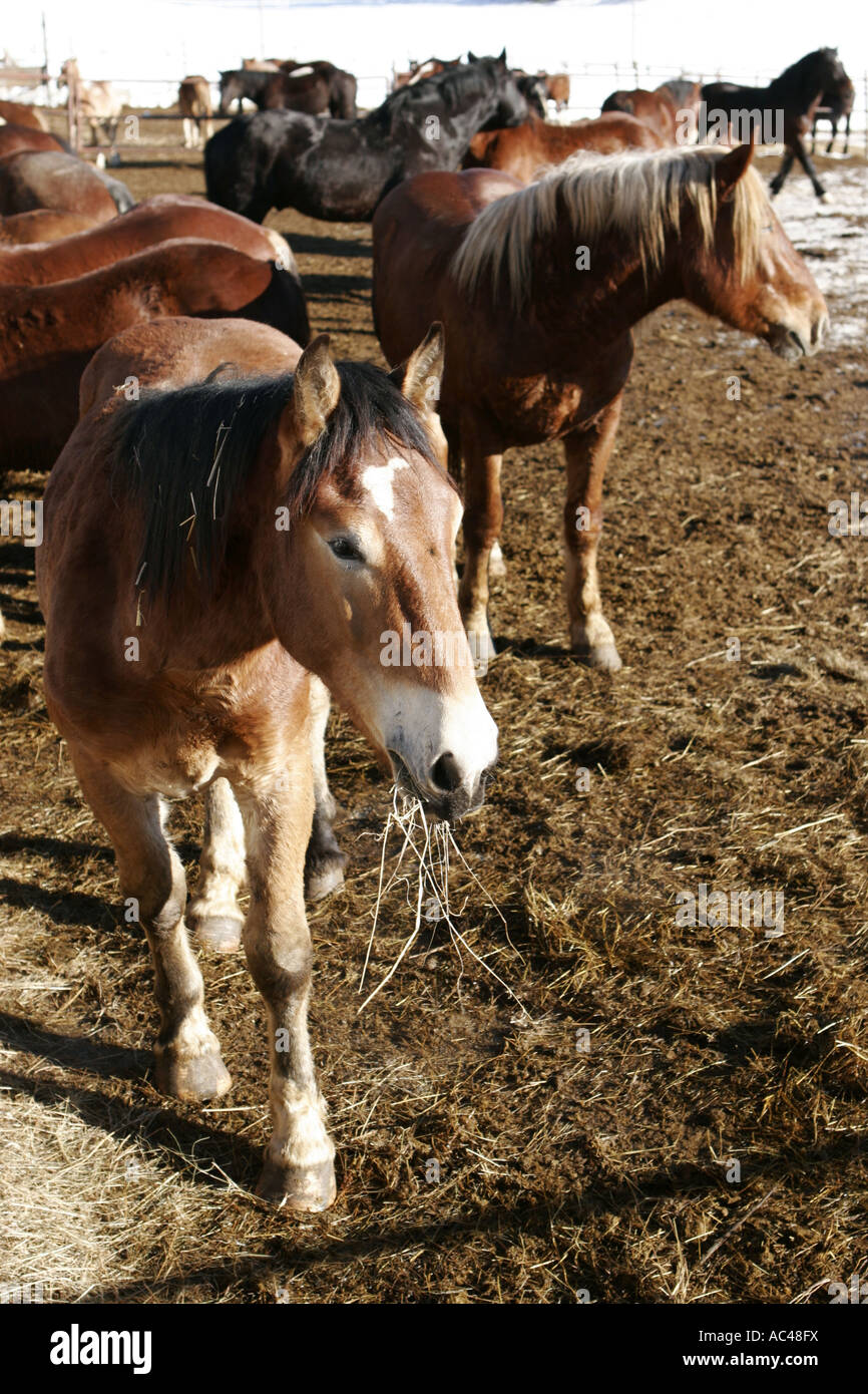 Horses in winter Muranska planina mountains Slovakia Stock Photo - Alamy