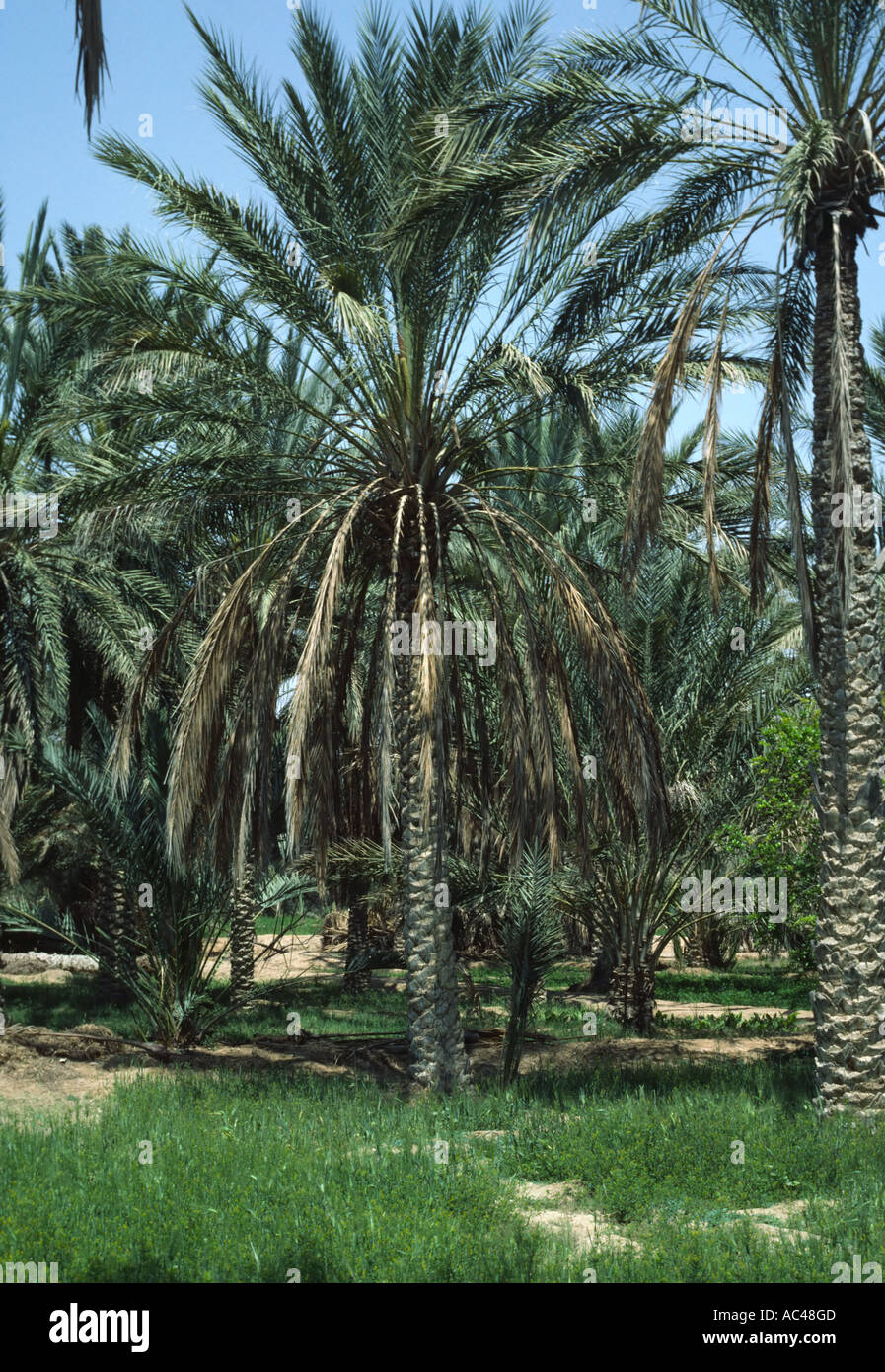 Palm trees palmae palmaceaein in an oasis village in the Sahara desert ...