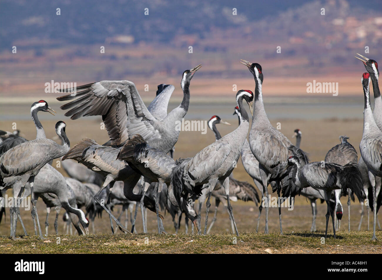 Common European Crane (Grus grus). Gallocanta, Spain Stock Photo - Alamy