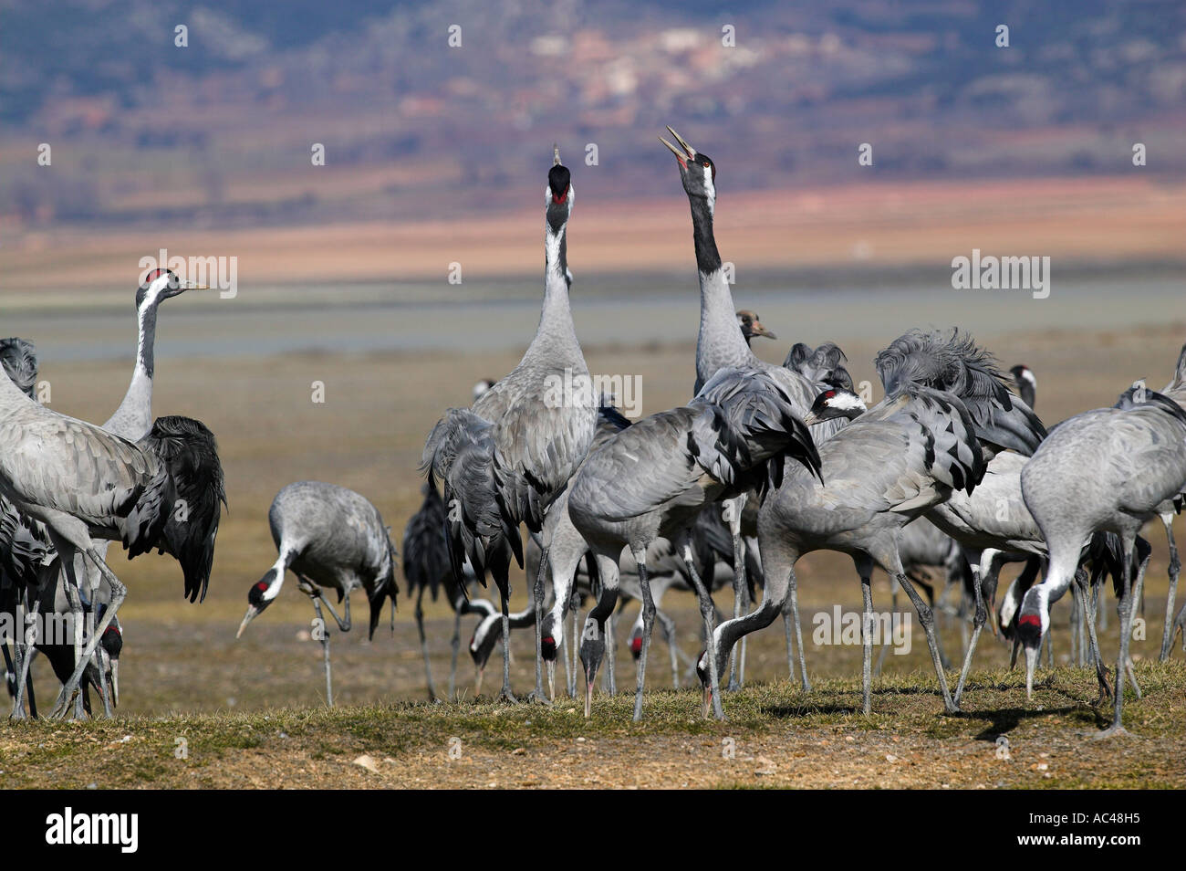 Common European Crane (Grus grus). Gallocanta, Spain Stock Photo - Alamy