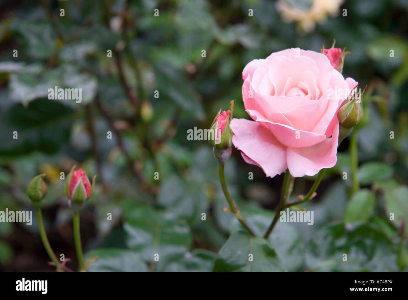 A closeup of a pink hybrid tea rose flower against leaves Stock Photo ...