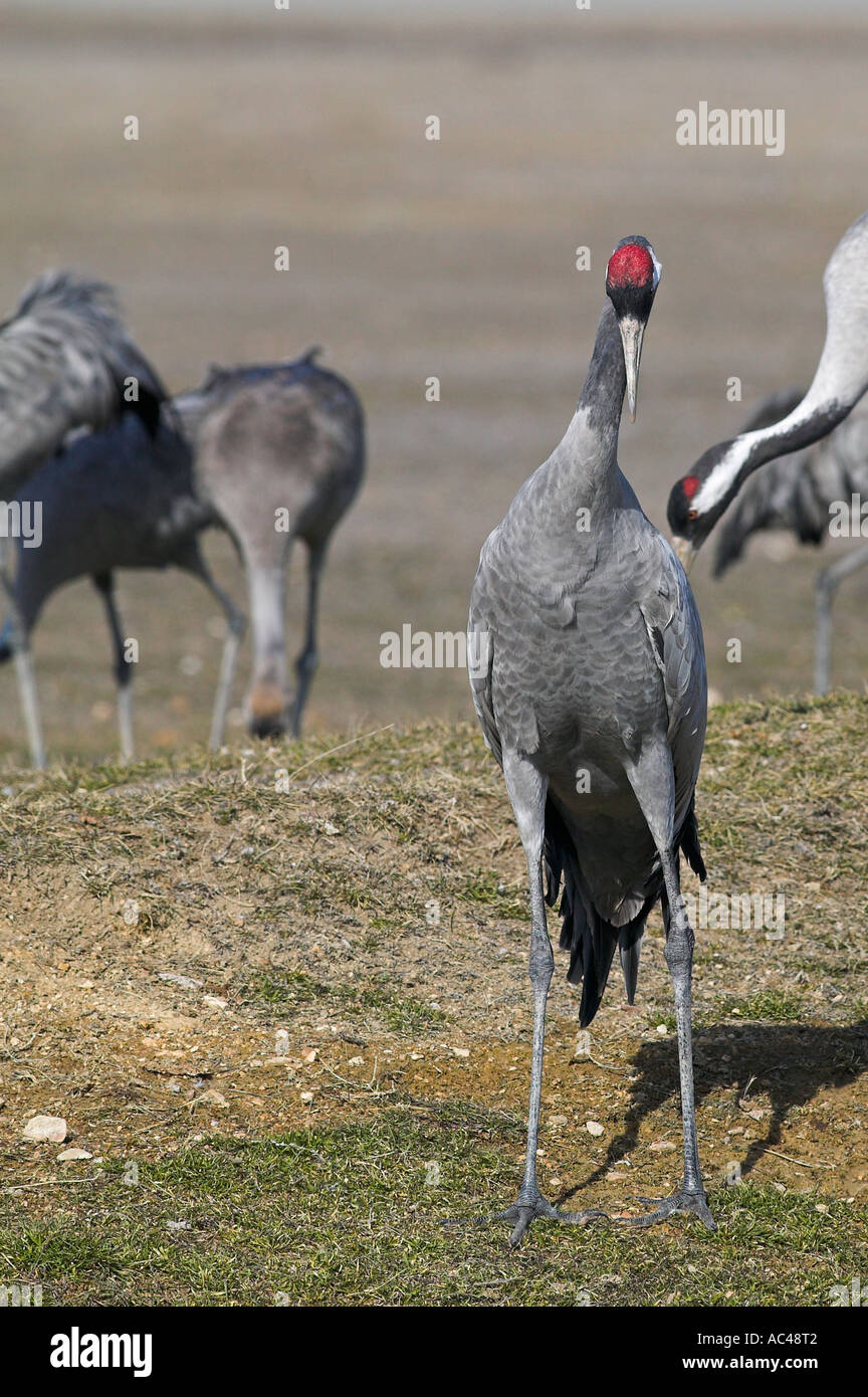 Common European Crane (Grus grus). Gallocanta, Spain Stock Photo - Alamy