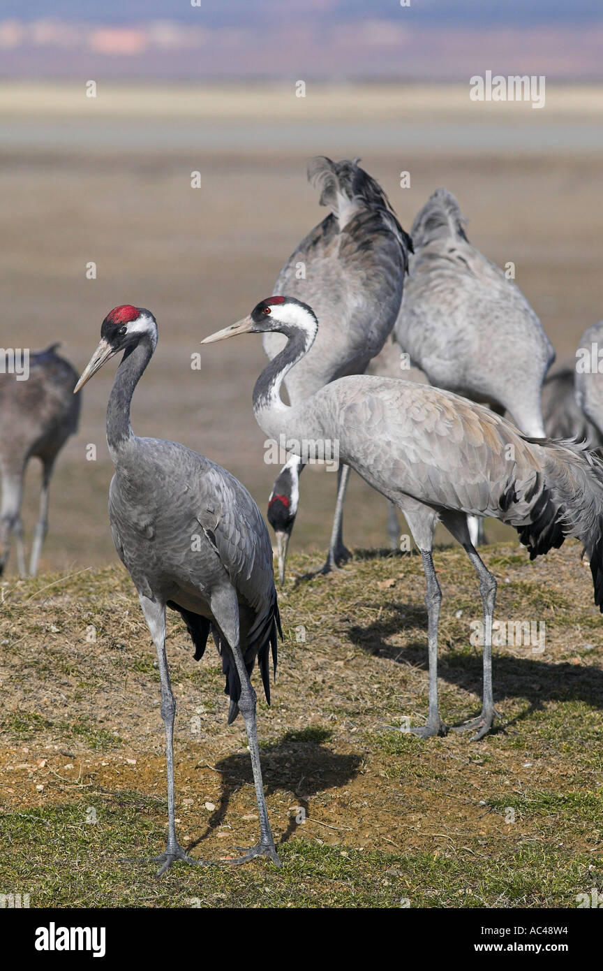 Common European Crane (Grus grus). Gallocanta, Spain Stock Photo - Alamy
