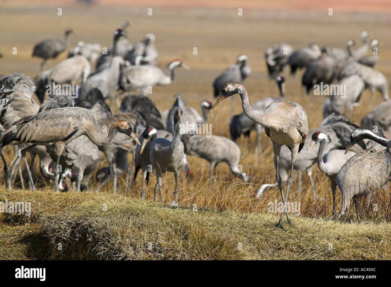 Common European Crane (Grus grus). Gallocanta, Spain Stock Photo - Alamy