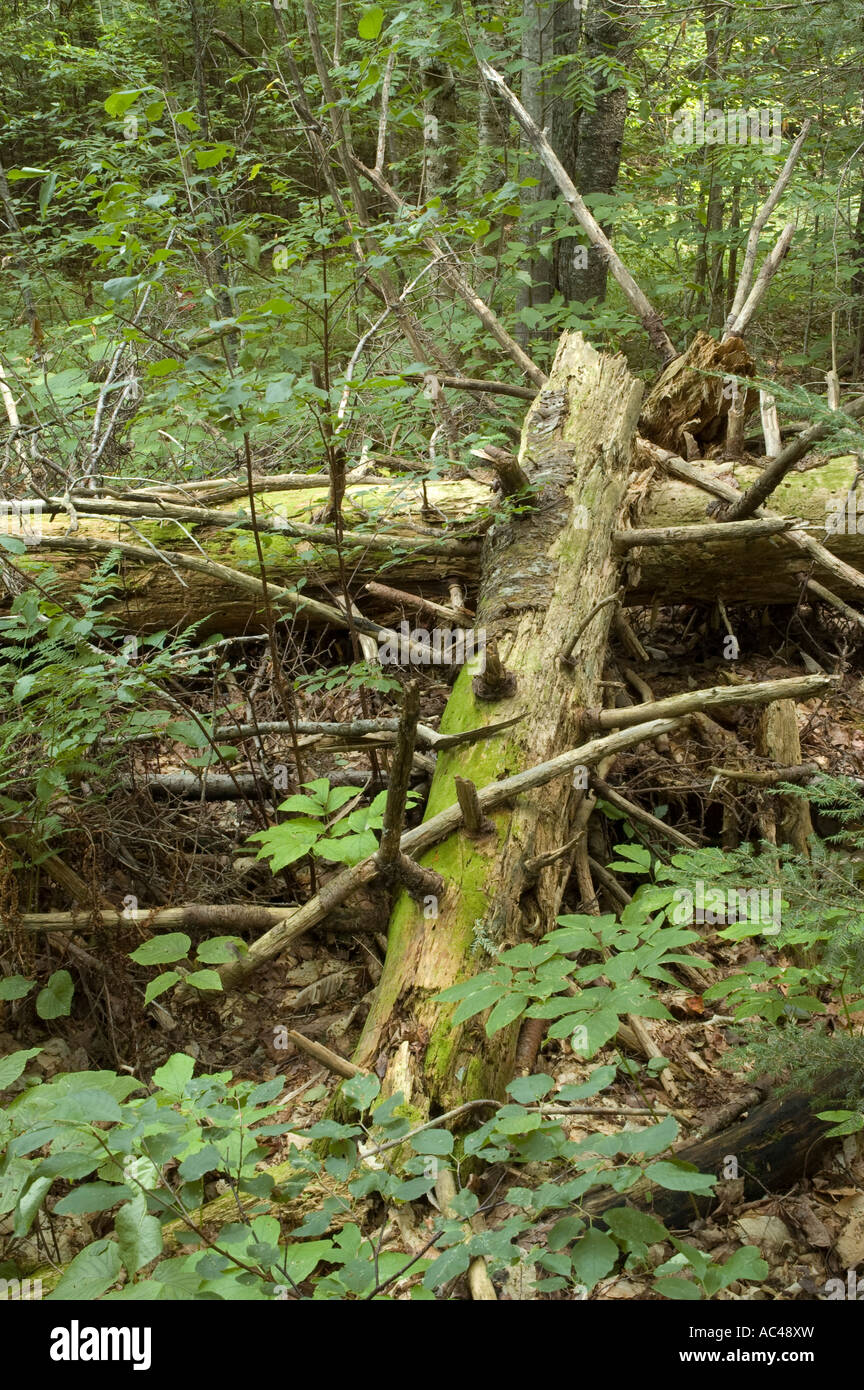 Fallen old trees rotting tree hi-res stock photography and images - Alamy