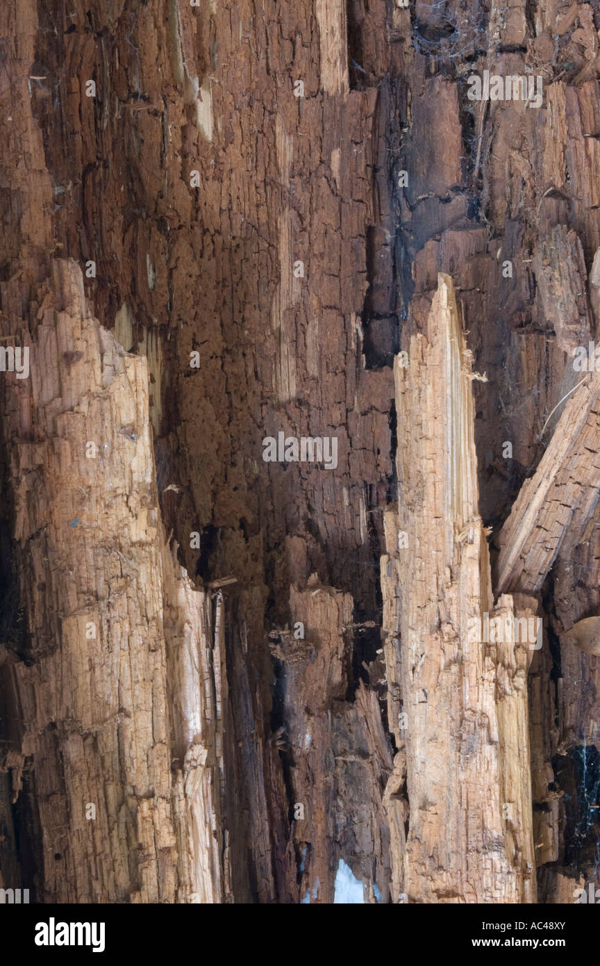 the bark of a decaying tree in the forest Stock Photo - Alamy