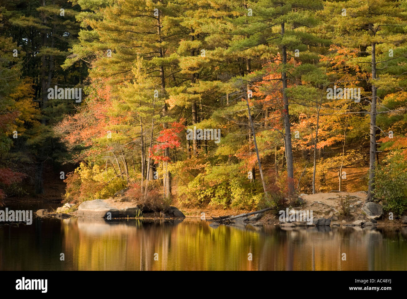 Fall colors in Harold Parker State Forest, Massachusetts Stock Photo ...