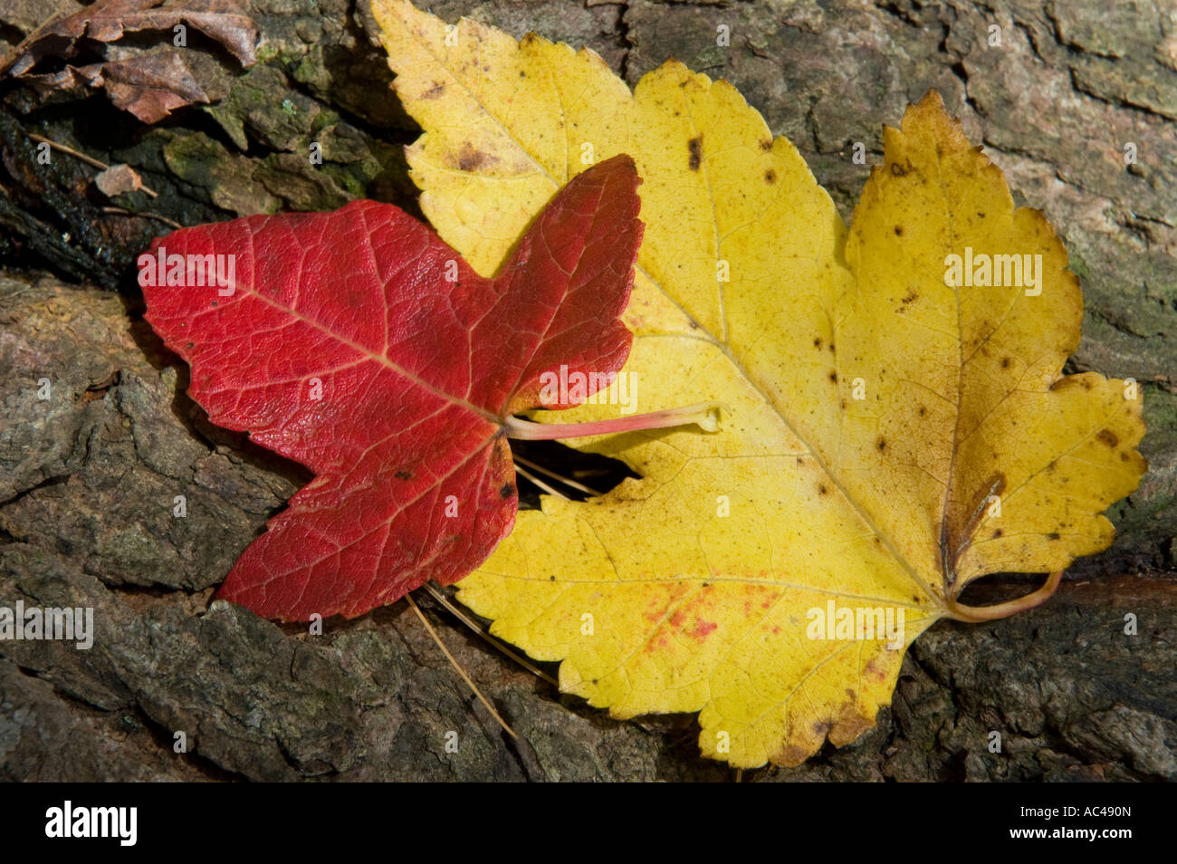 Fall Colors In Massachusetts Stock Photo Alamy fall-colors-in-massachusetts-stock-photo-alamy