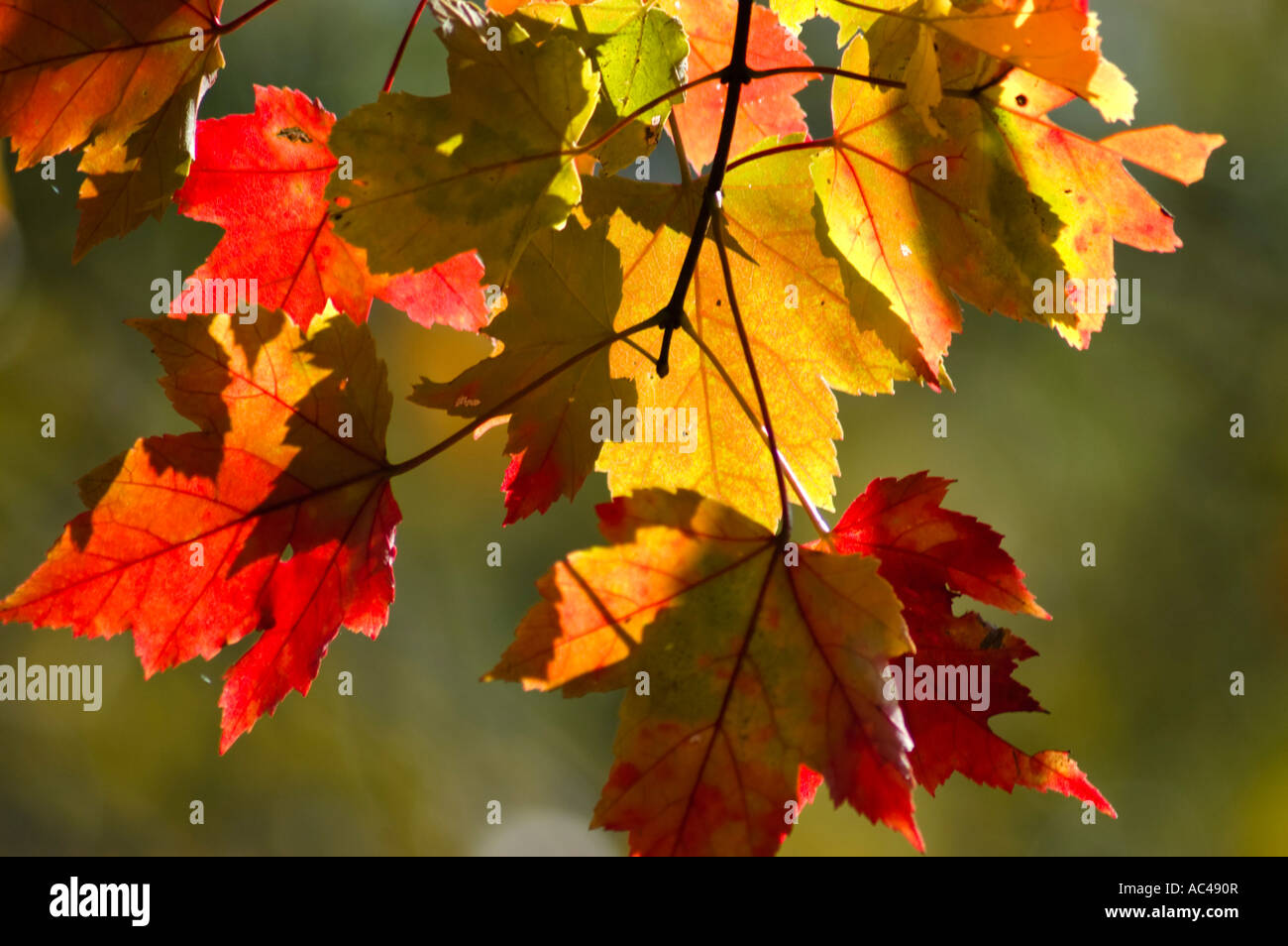 Fall colors in Massachusetts Stock Photo - Alamy