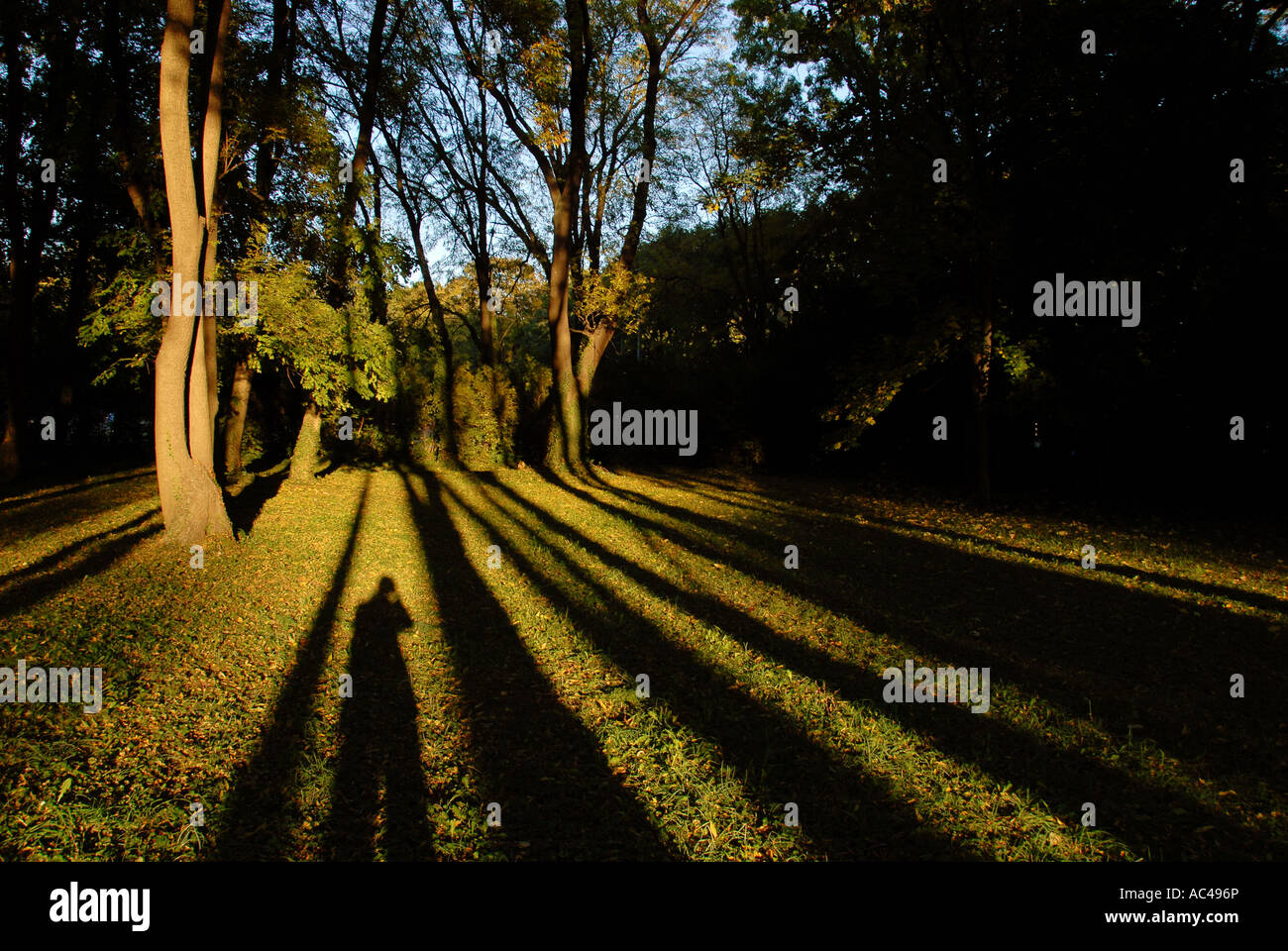 tree shadow forest Varna EU Europa Sea GARDEN Stock Photo - Alamy