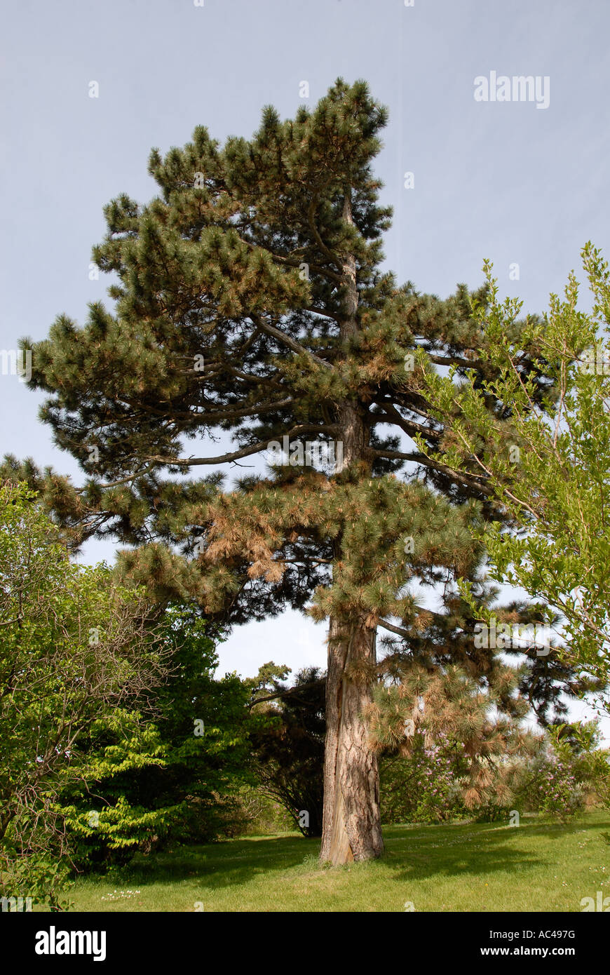 Gnarled old pine tree Stock Photo - Alamy
