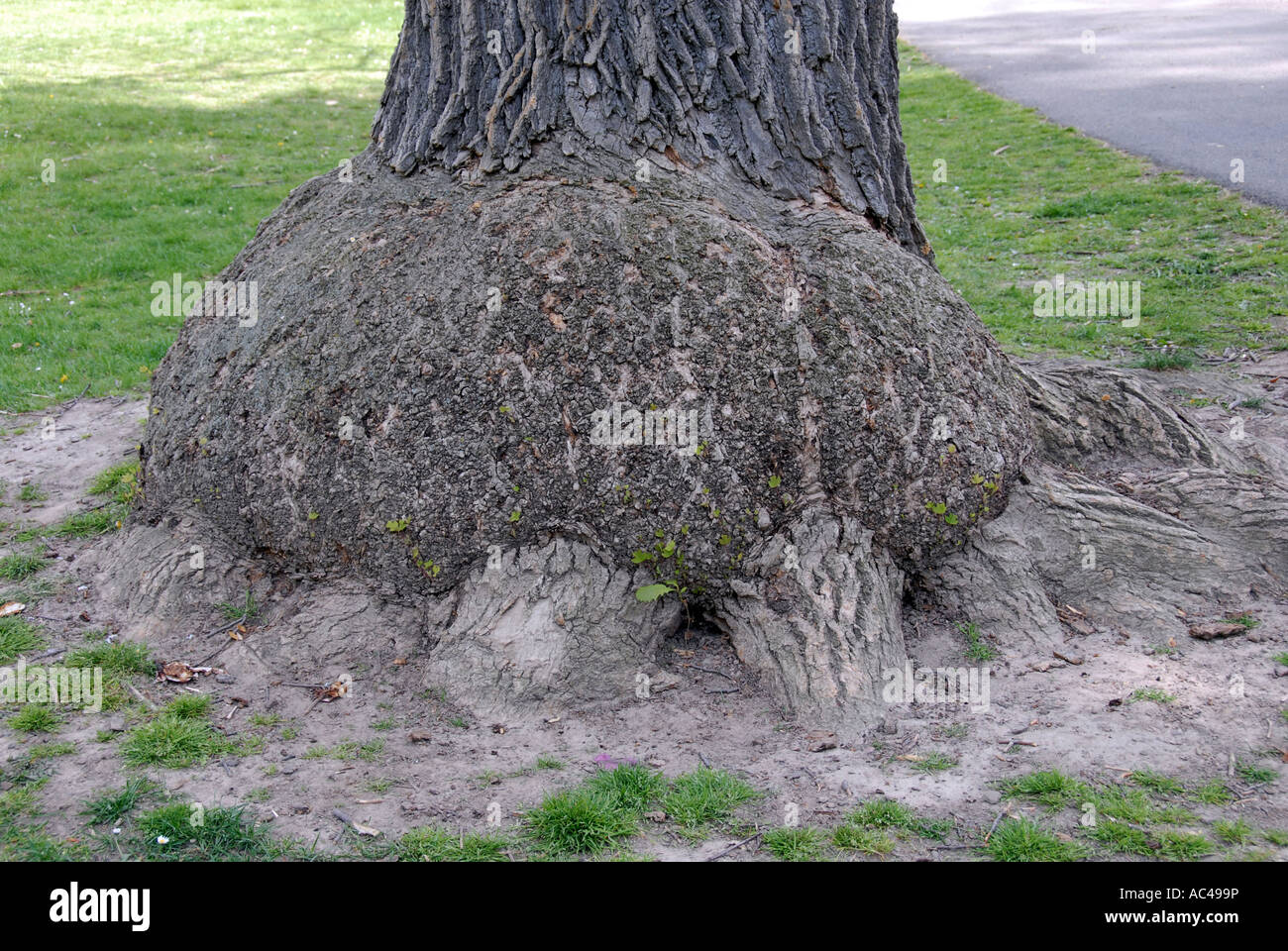 Elephant like tree stump Stock Photo - Alamy
