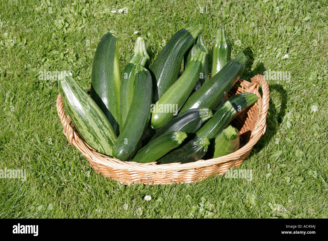 Squash in a basket Stock Photo - Alamy