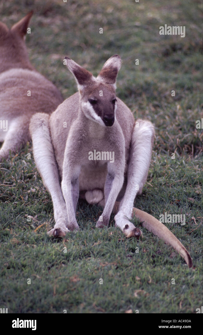 Balls testicles hi-res stock photography and images - Alamy