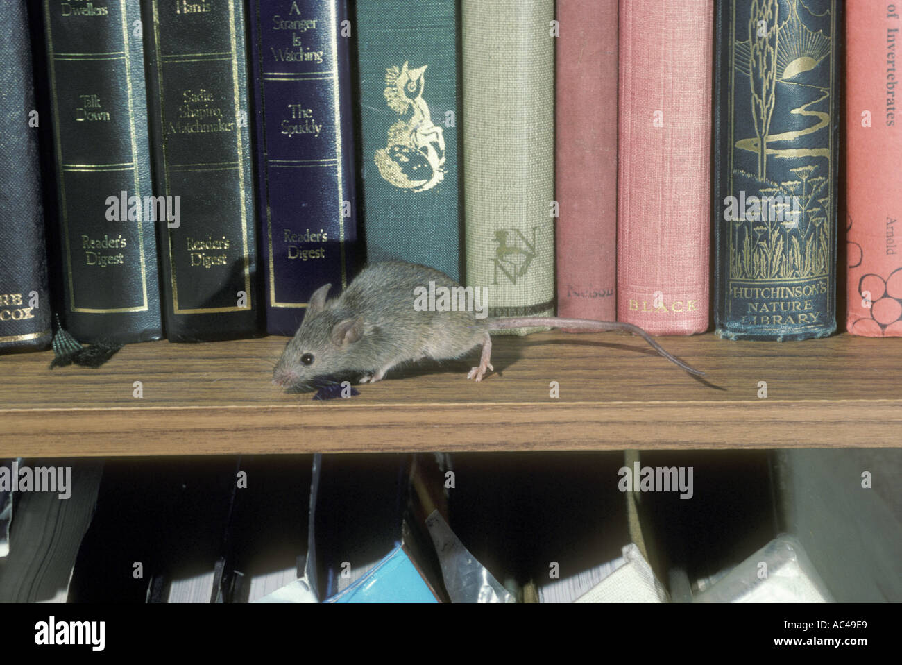 HOUSE MOUSE Mus musculus Stock Photo - Alamy