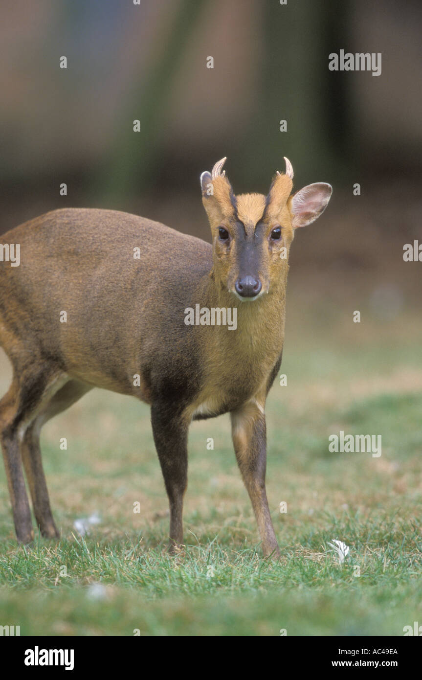 MUNTJAC MUNTJAC DEER Muntiacus reevesi Stock Photo - Alamy