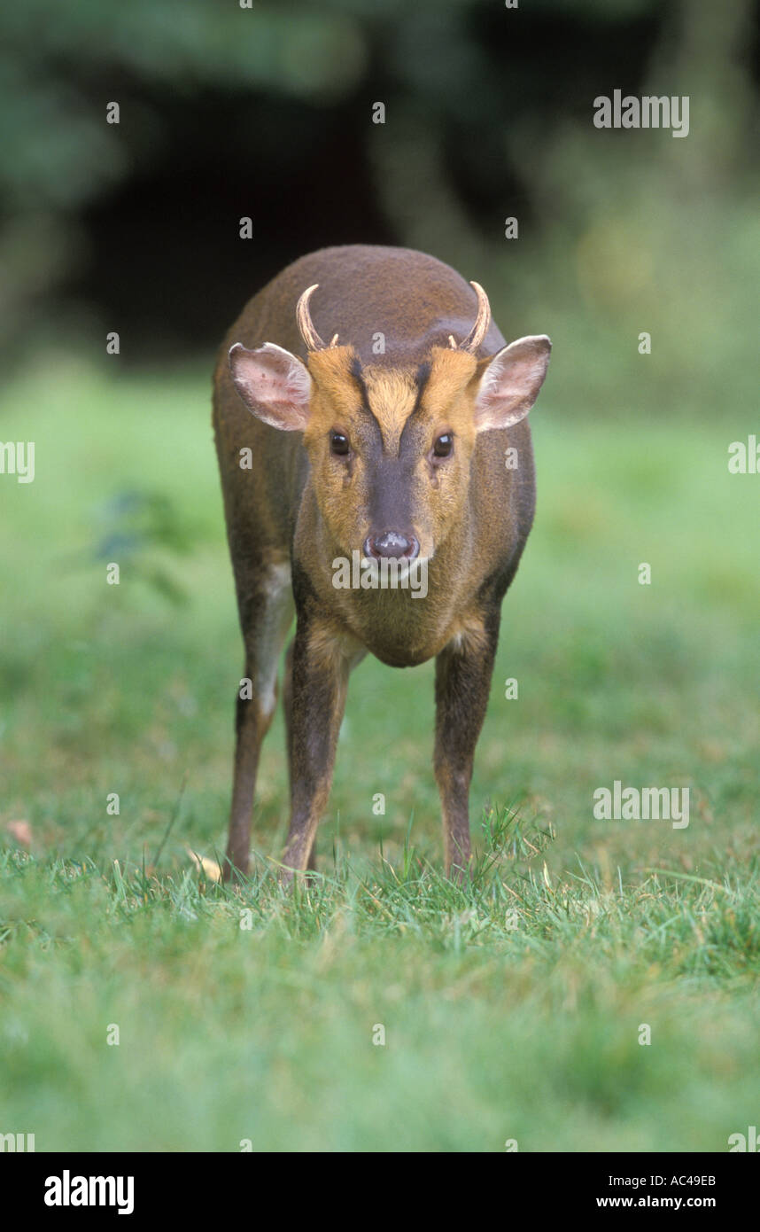 MUNTJAC DEER Muntiacus reevesi Stock Photo - Alamy