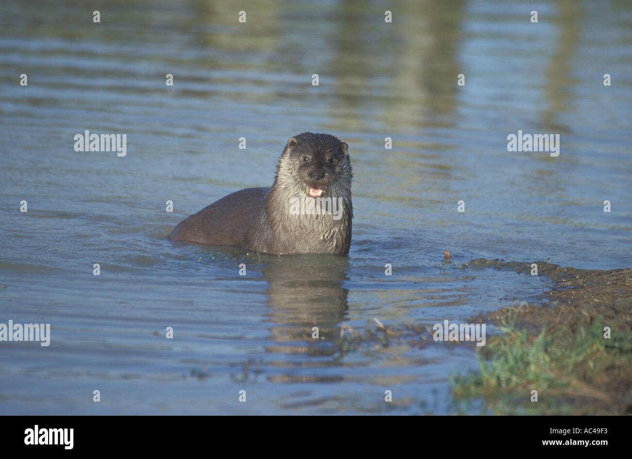 OTTER Lutra lutra Stock Photo - Alamy