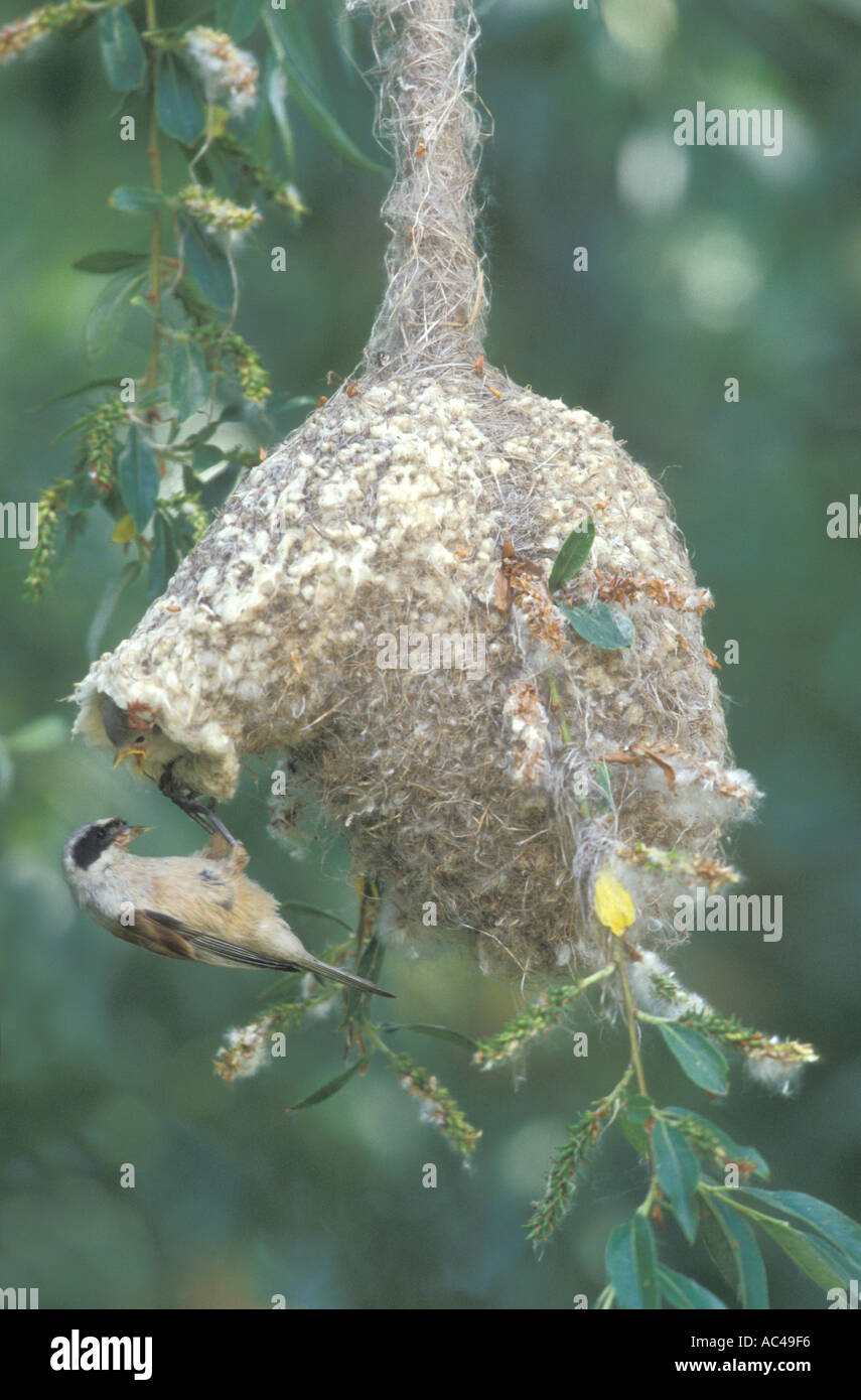 PENDULINE TIT Remiz pendulinus Stock Photo - Alamy