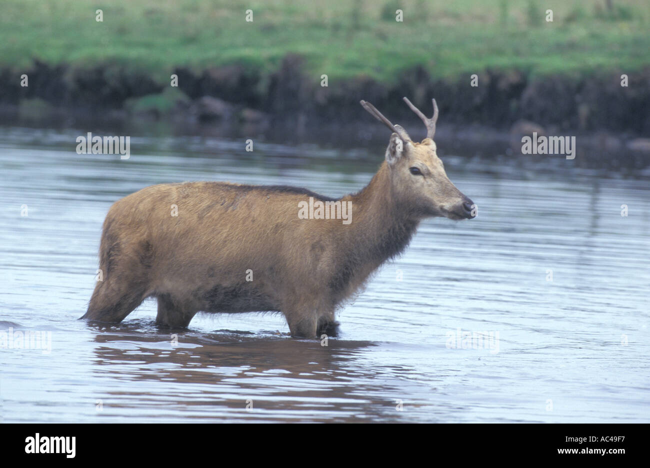 Pere david deer hi-res stock photography and images - Alamy