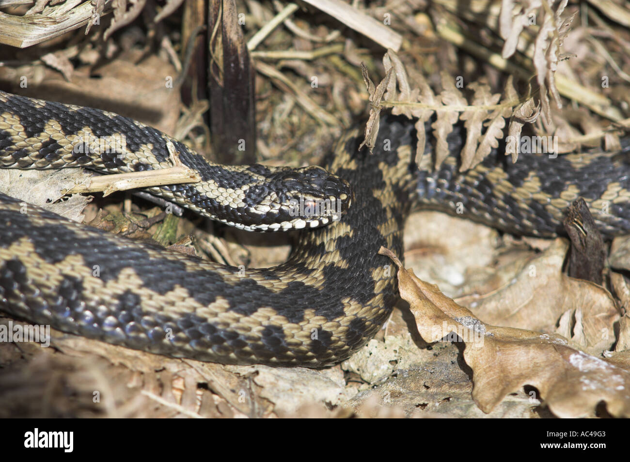Viperus Berus High Resolution Stock Photography and Images - Alamy