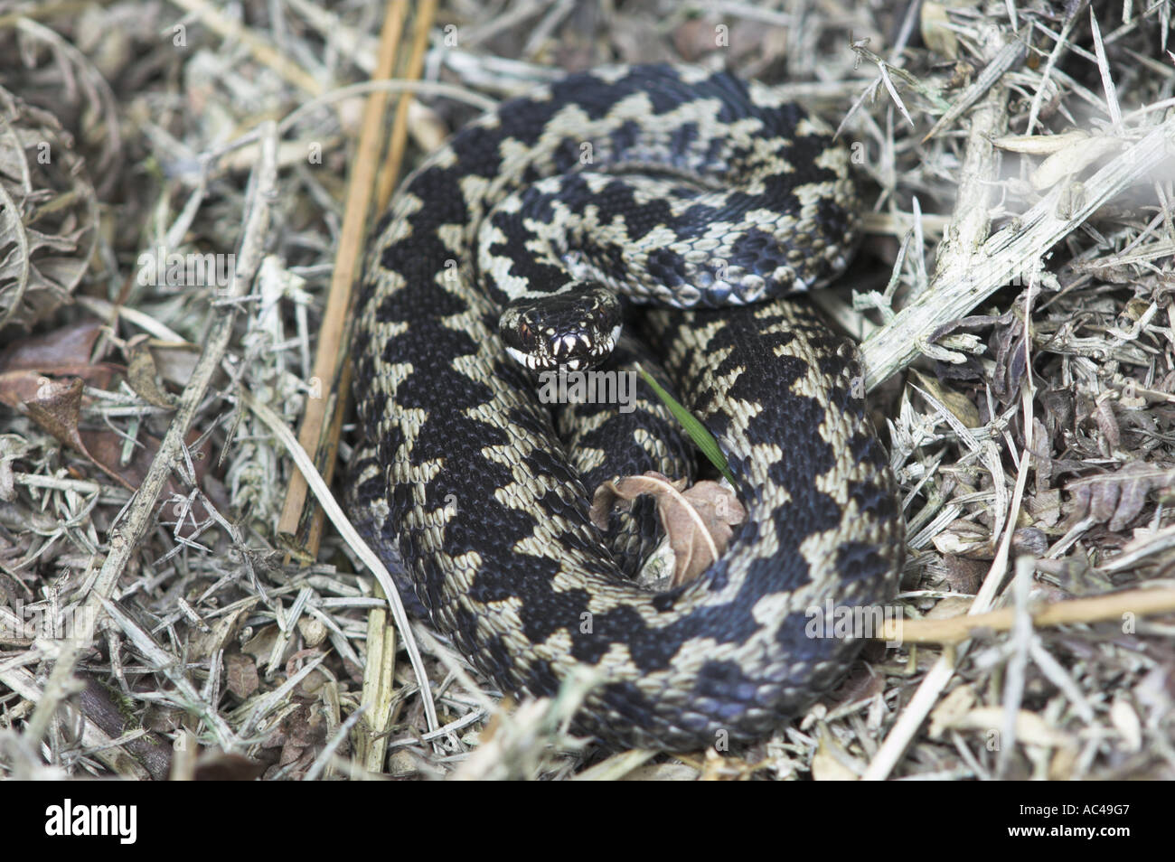 Viperus Berus High Resolution Stock Photography and Images - Alamy