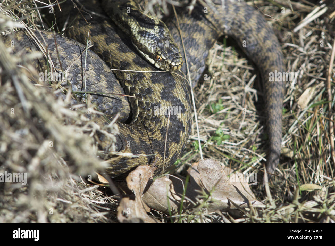 Uk adder in sunshine hi-res stock photography and images - Alamy