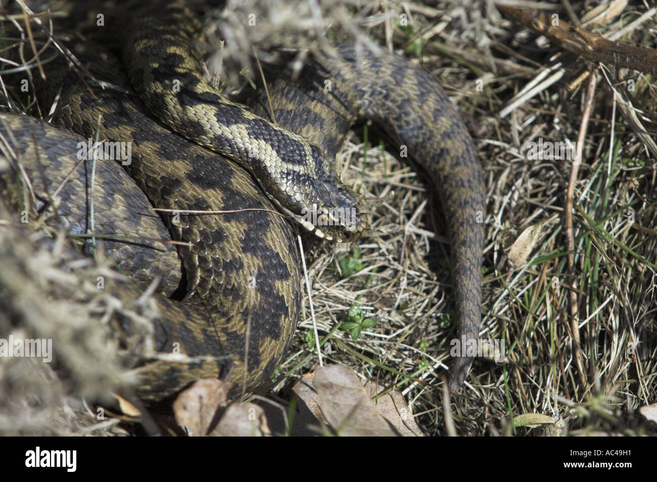Viperus Berus High Resolution Stock Photography and Images - Alamy