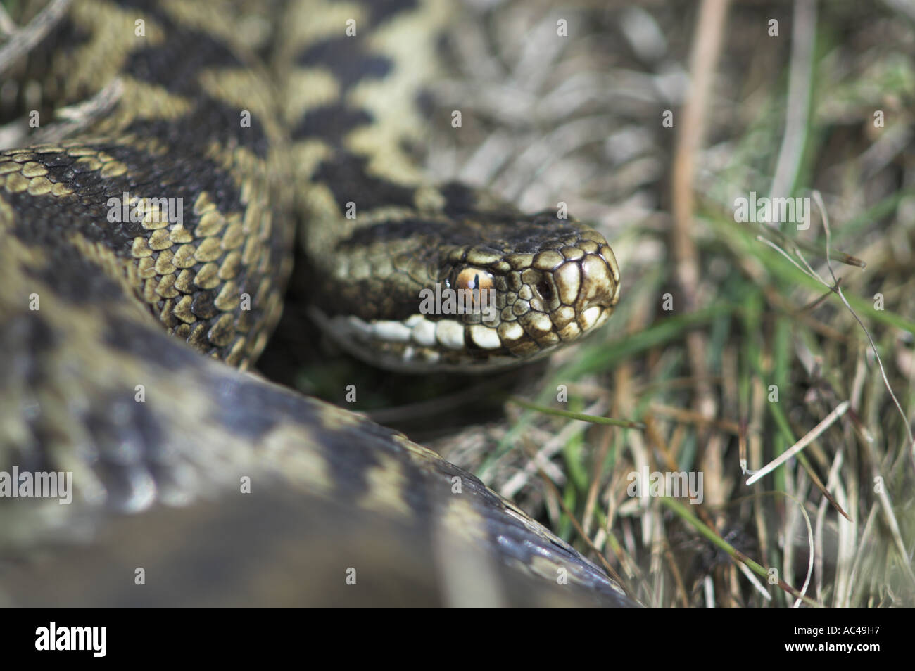 Viperus Berus High Resolution Stock Photography and Images - Alamy