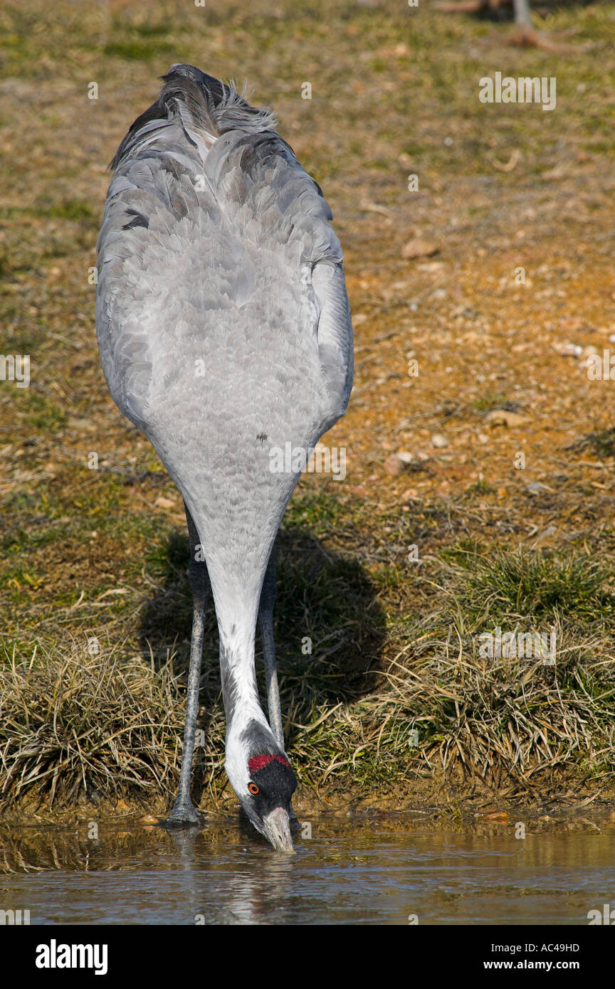 Common European Crane (Grus grus). Gallocanta, Spain Stock Photo - Alamy
