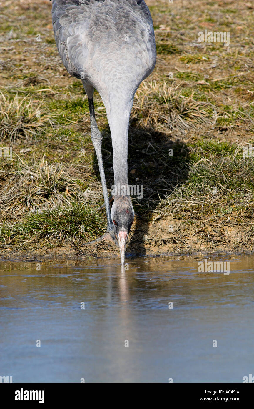 Common European Crane (Grus grus). Gallocanta, Spain Stock Photo - Alamy